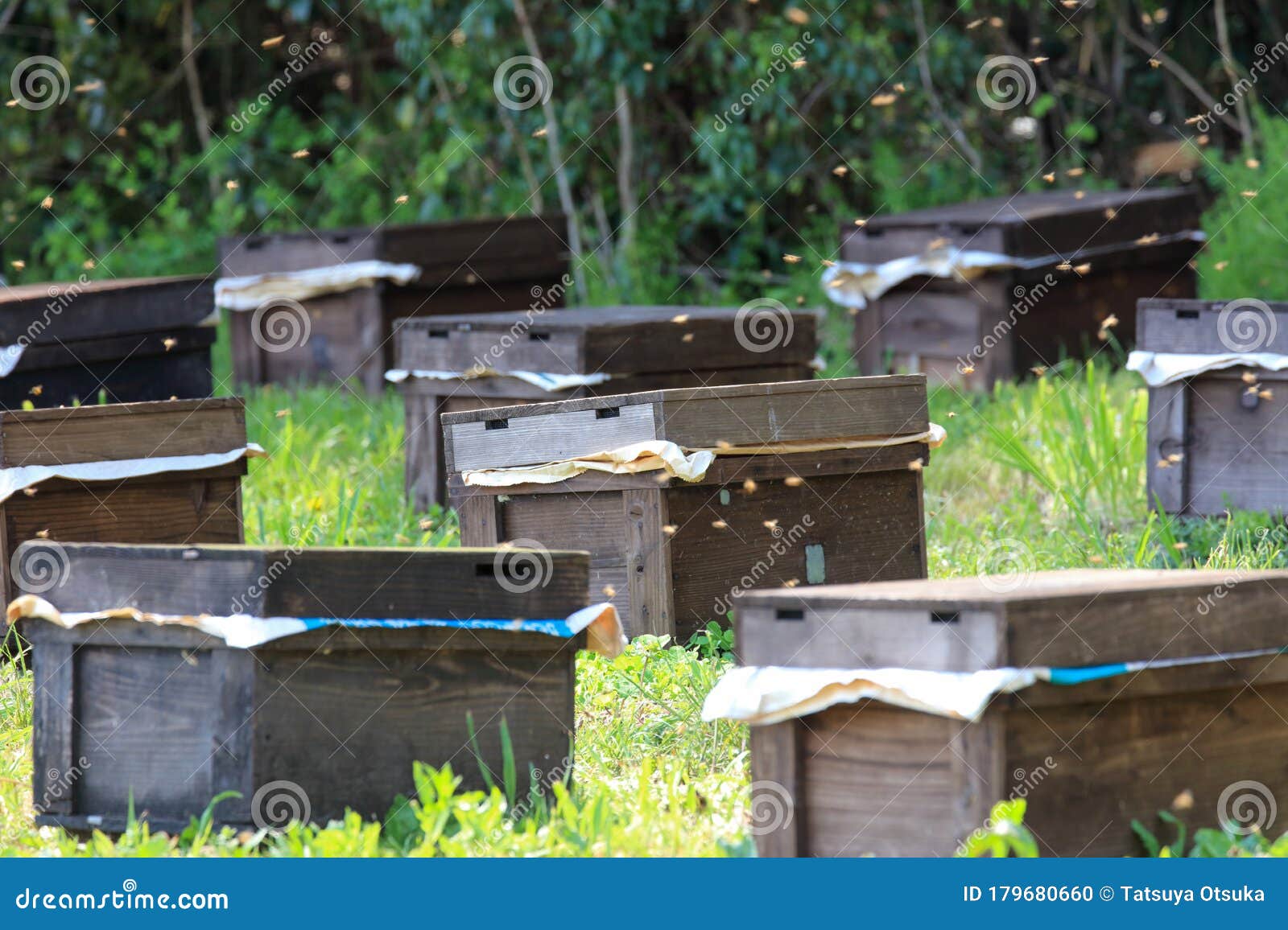 Hives for Honey Bee in Outdoor Stock Photo - Image of nature, honey ...