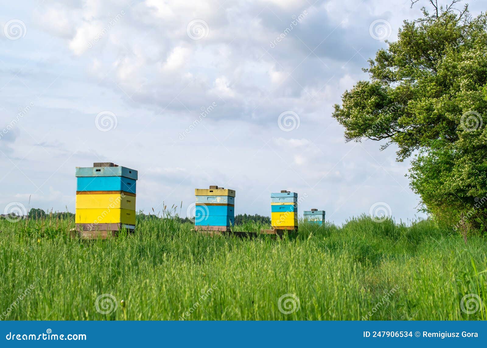 Hives on the Meadow in Spring Stock Photo - Image of natural, farming ...