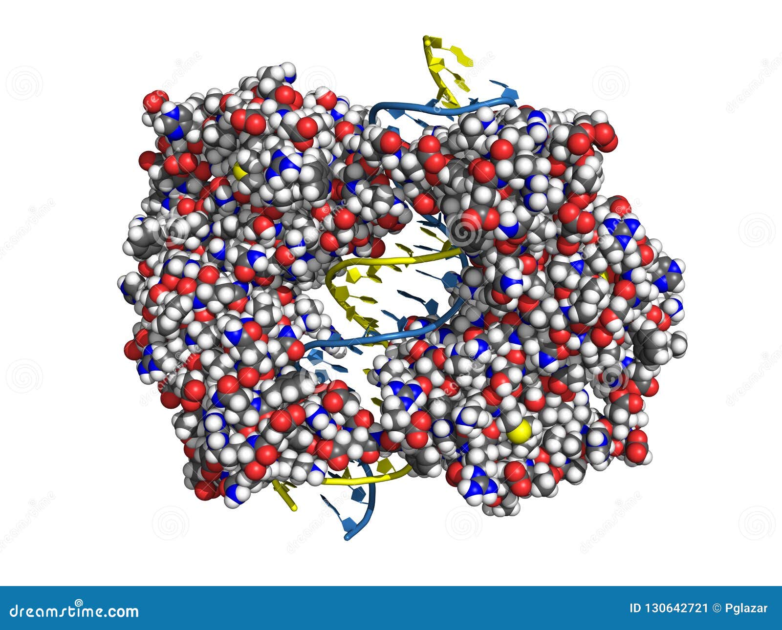 HNF1A, space-filling model stock illustration. Illustration of diabetes ...