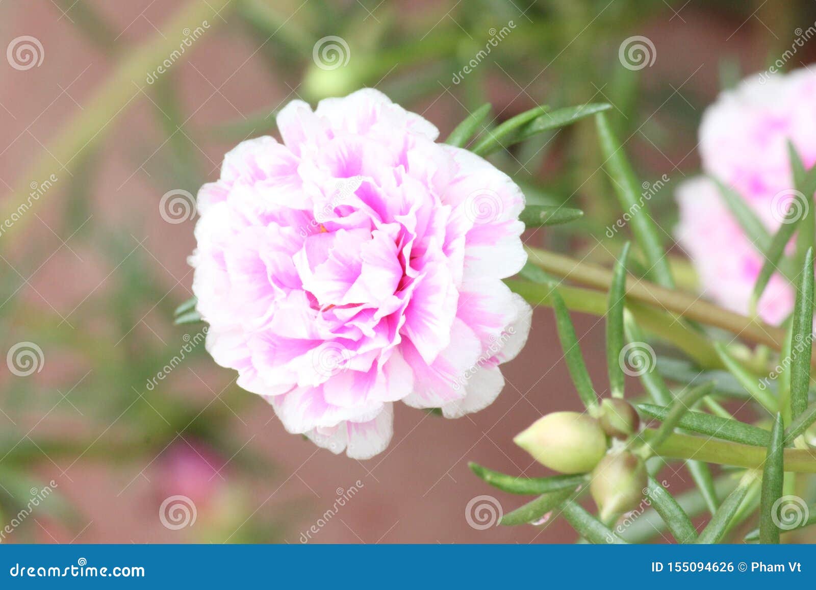 Hoa muoi gio stock photo. Image of muoi, sunday, flowers - 155094626