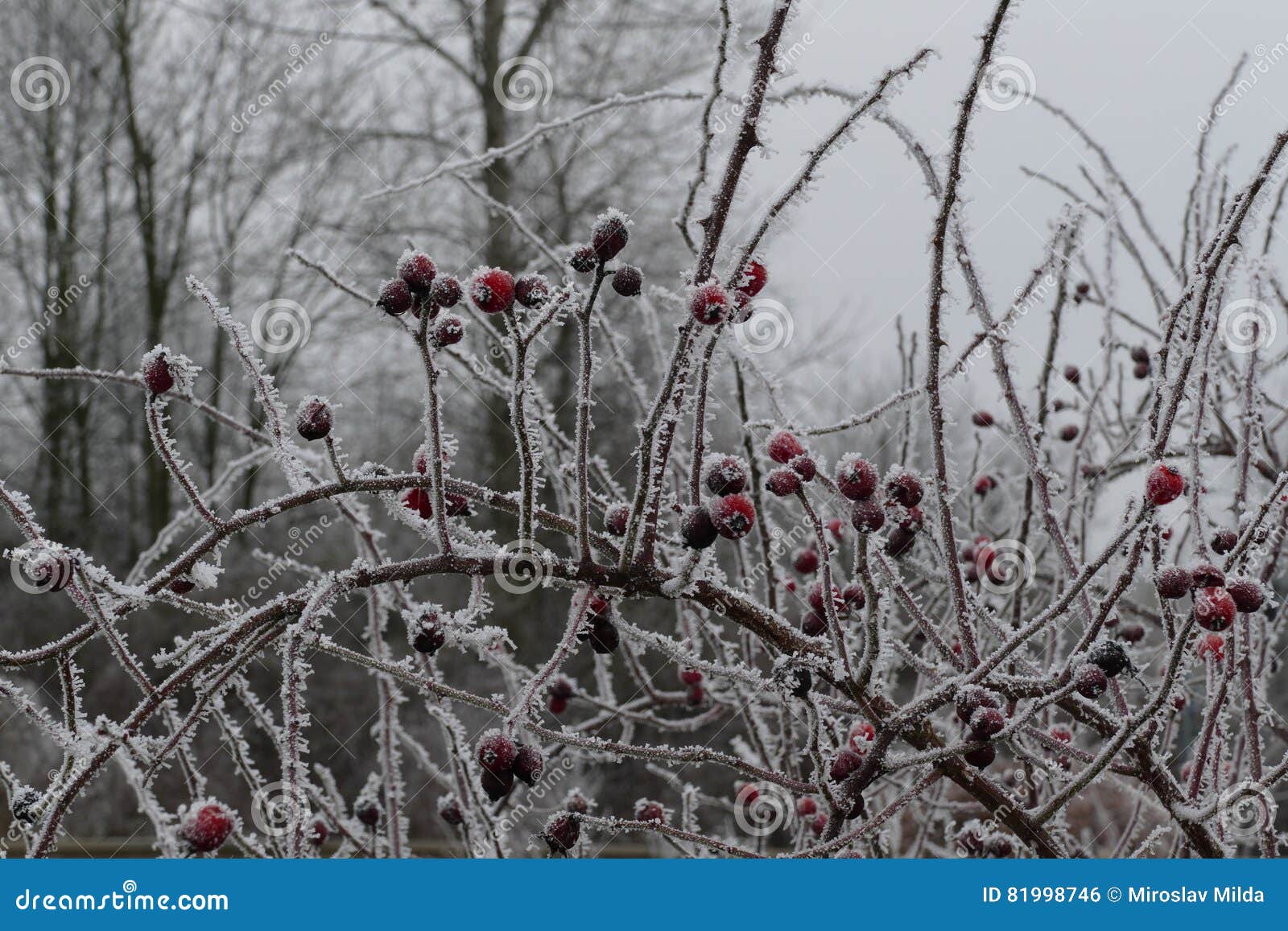 Hoar covered frozen hips stock photo. Image of cold, white - 81998746
