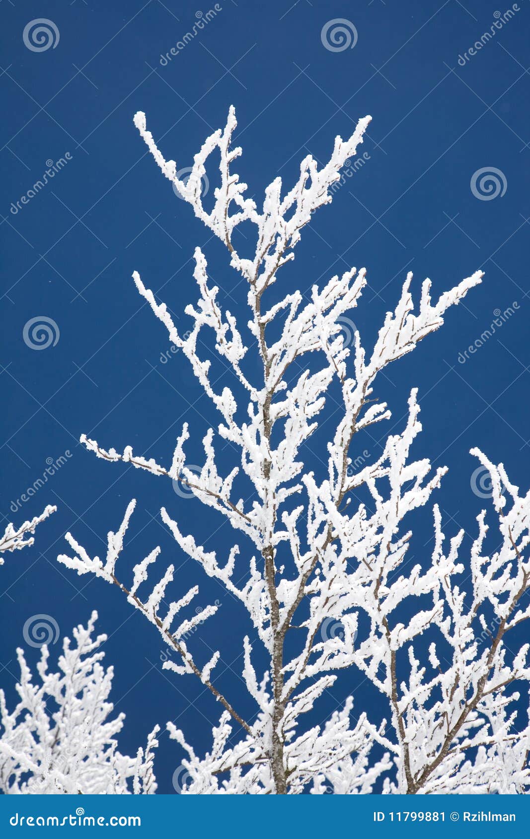 Hoar frost stock image. Image of rain, december, white - 11799881