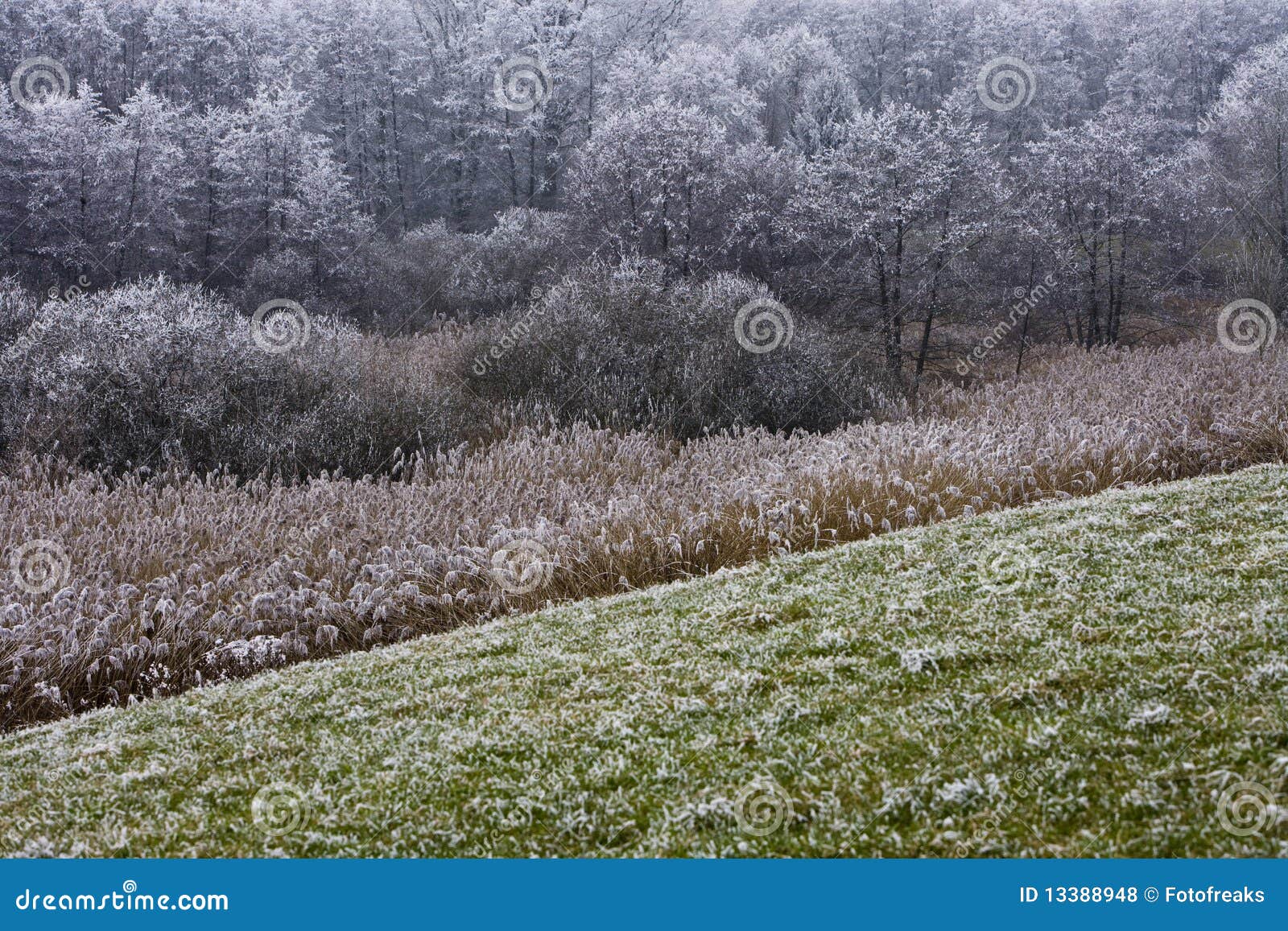 Hoar frost stock photo. Image of green, forest, glade - 13388948