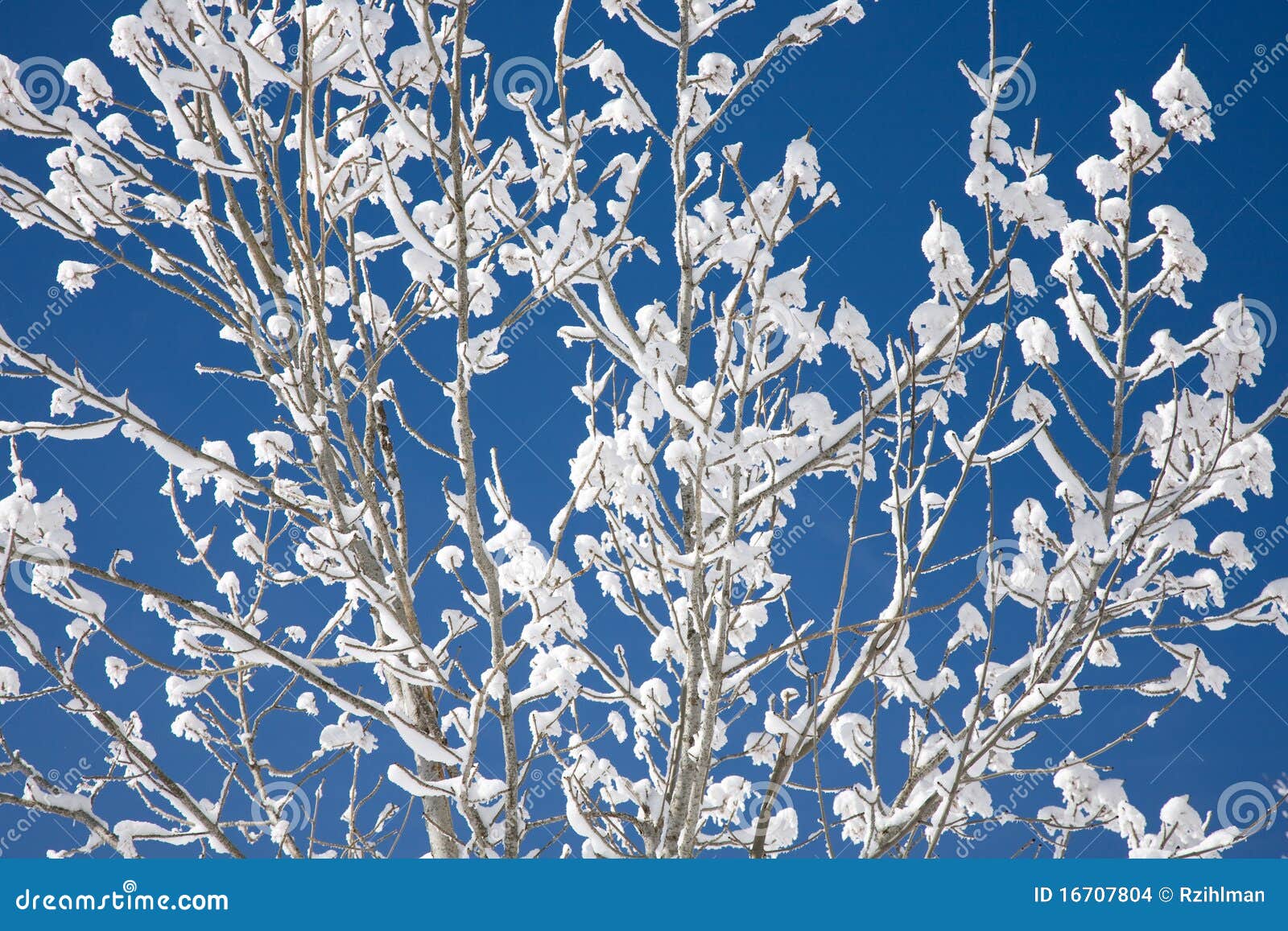 Hoar frost stock photo. Image of trees, heat, branch - 16707804