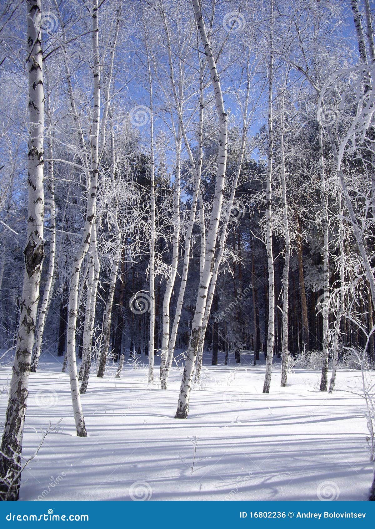 Hoar-frost stock photo. Image of outside, seasonal, morning - 16802236