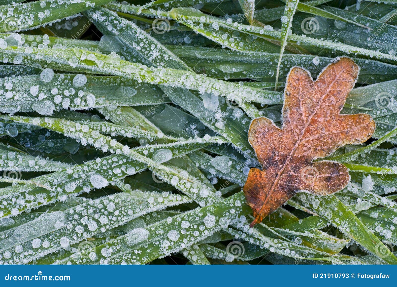 Hoar frost stock image. Image of grow, damp, reed, freeze - 21910793
