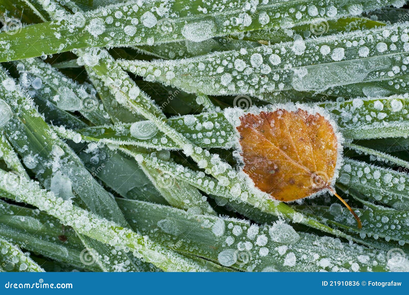 Hoar frost stock photo. Image of growth, develop, background - 21910836