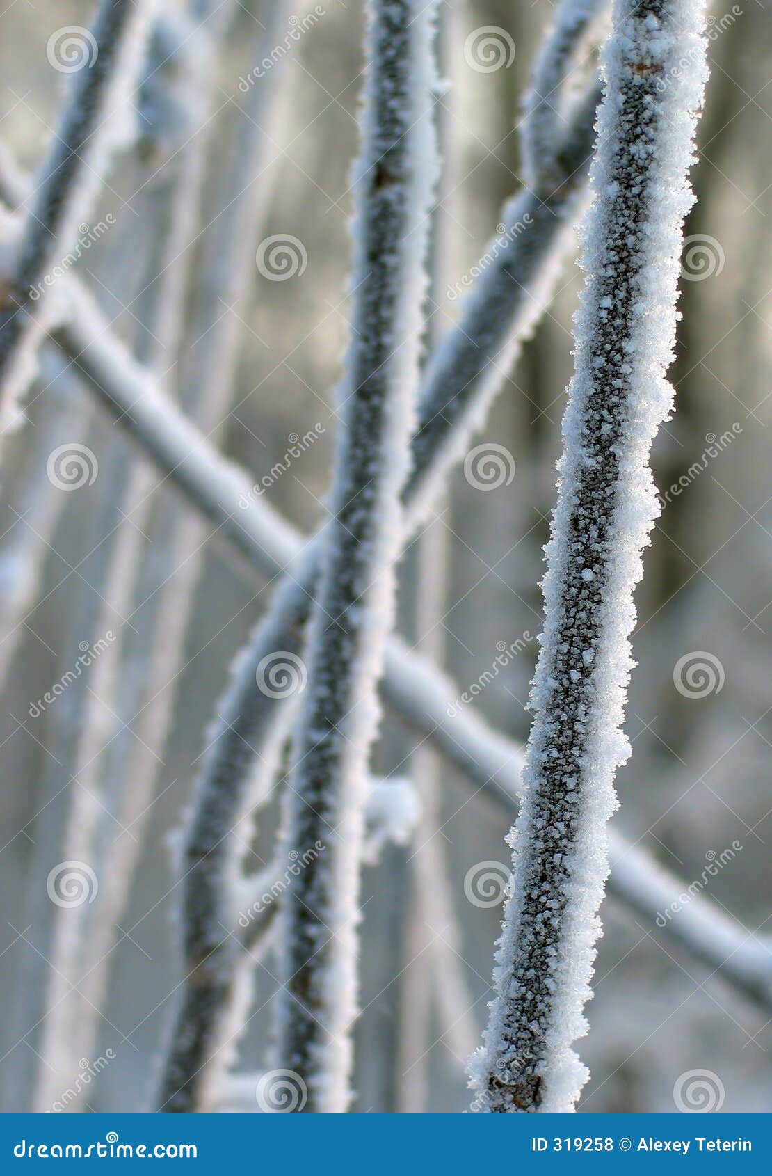 Hoar-frost stock photo. Image of weather, cold, frozen - 319258