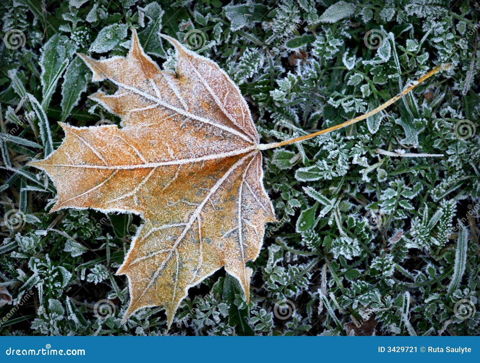Hoar-frost stock image. Image of macro, closeup, brown - 3429721
