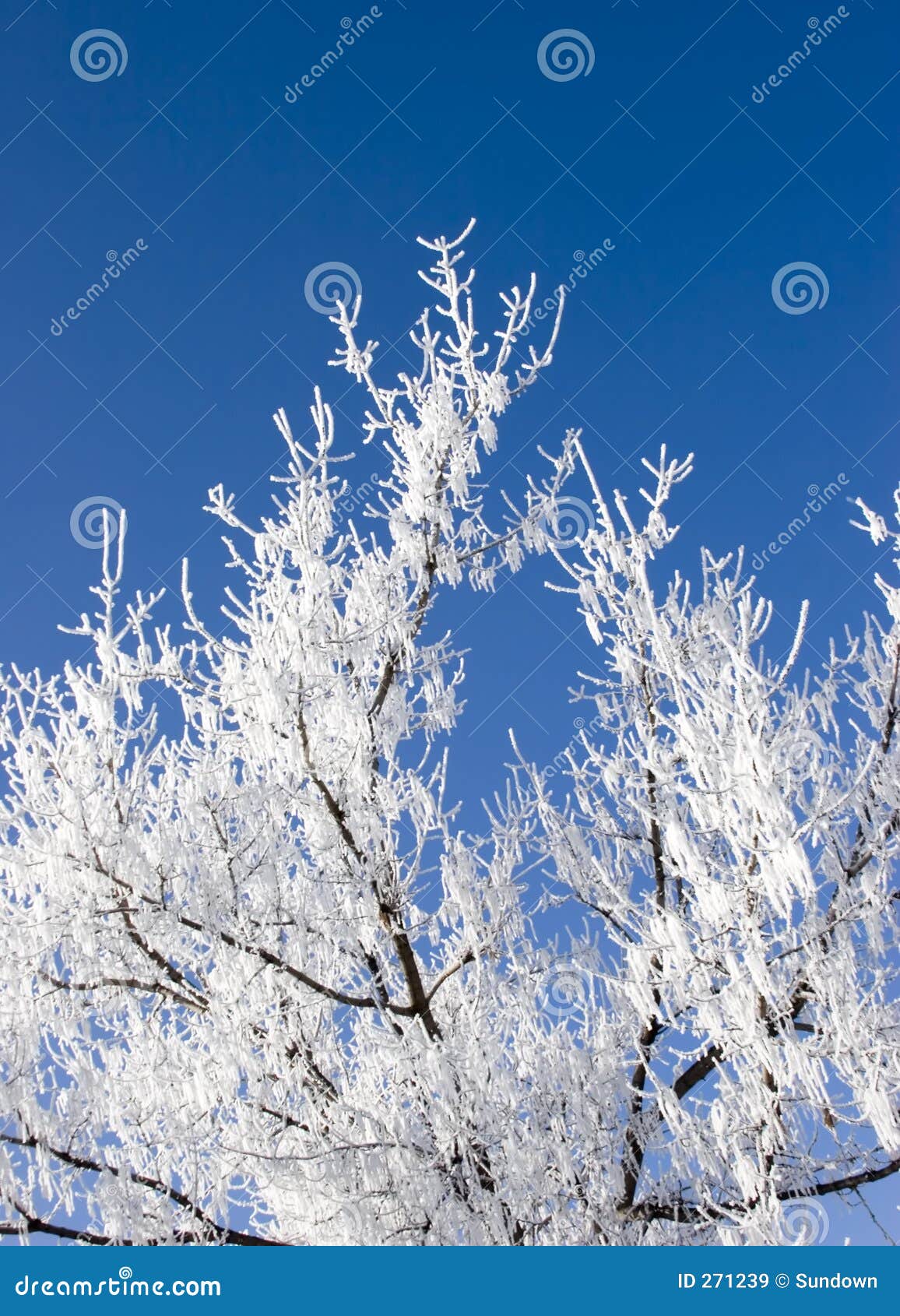 Hoar Frost 5 stock image. Image of crisp, tree, frost, xmas - 271239