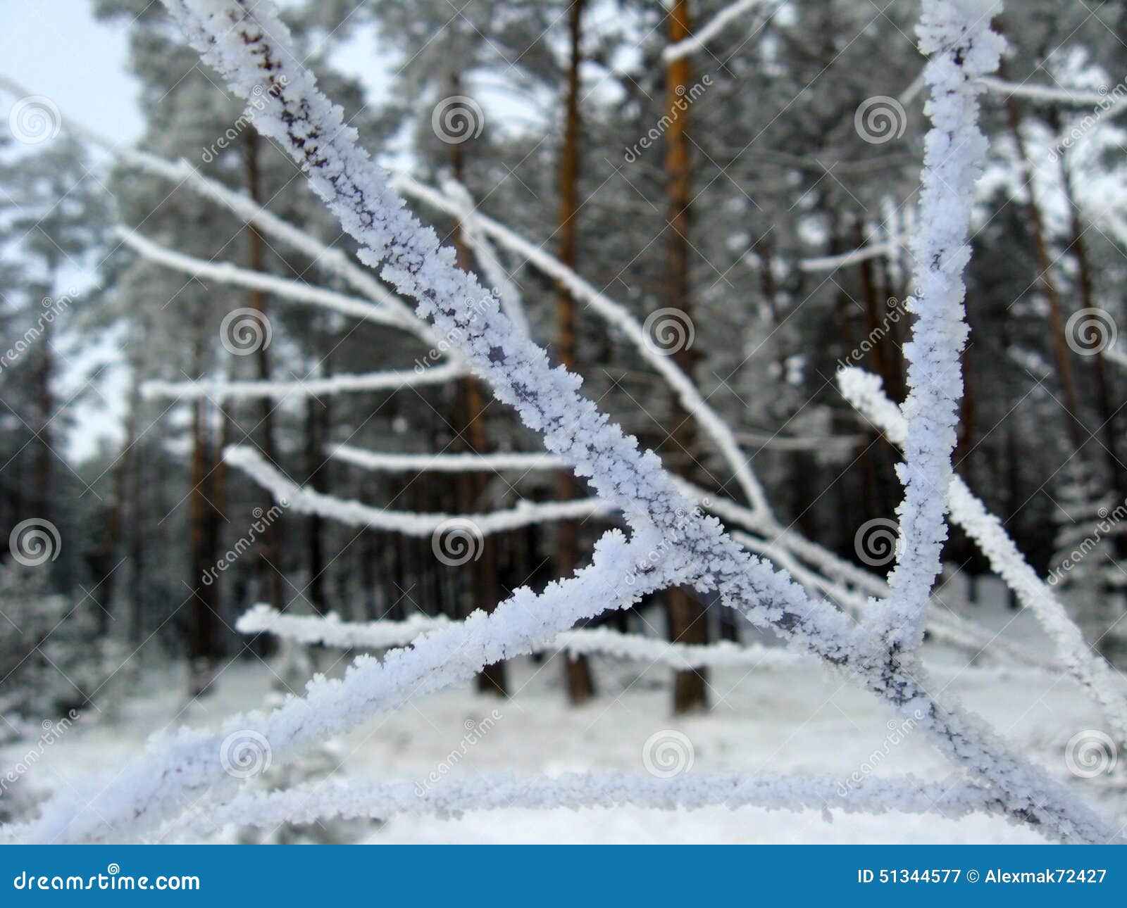 Hoar-frost on the Branch of Pine in the Forest Stock Image - Image of ...