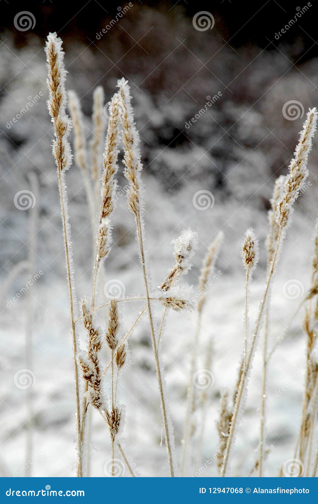 Hoar frost edges stock photo. Image of field, hoar, maine - 12947068