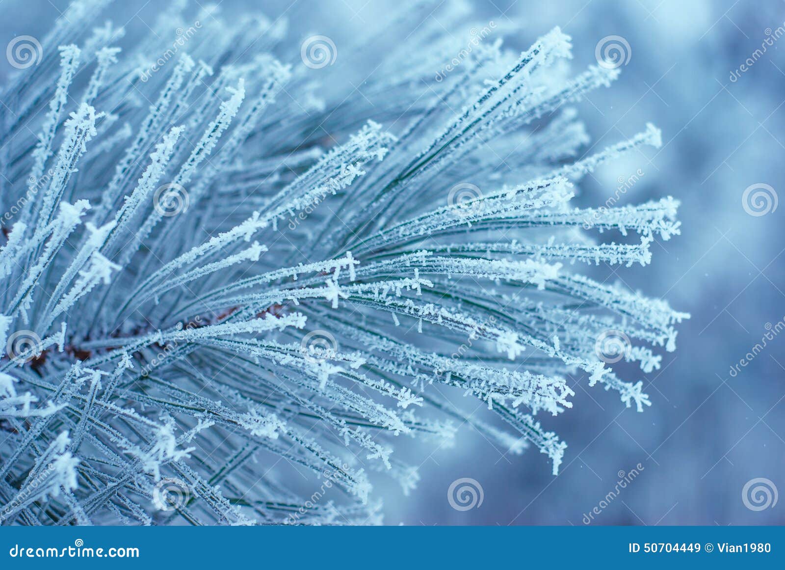 Hoar-frost forest 41 stock image. Image of christmas - 50704449