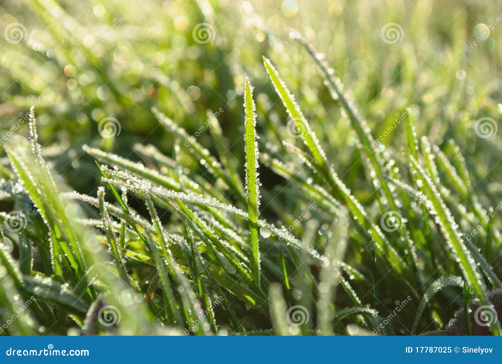 Hoar frost grass stock image. Image of chilly, frosty - 17787025