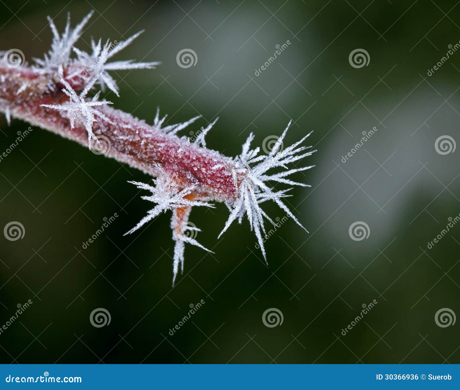 Hoar Frost stock photo. Image of season, crystals, abstract - 30366936