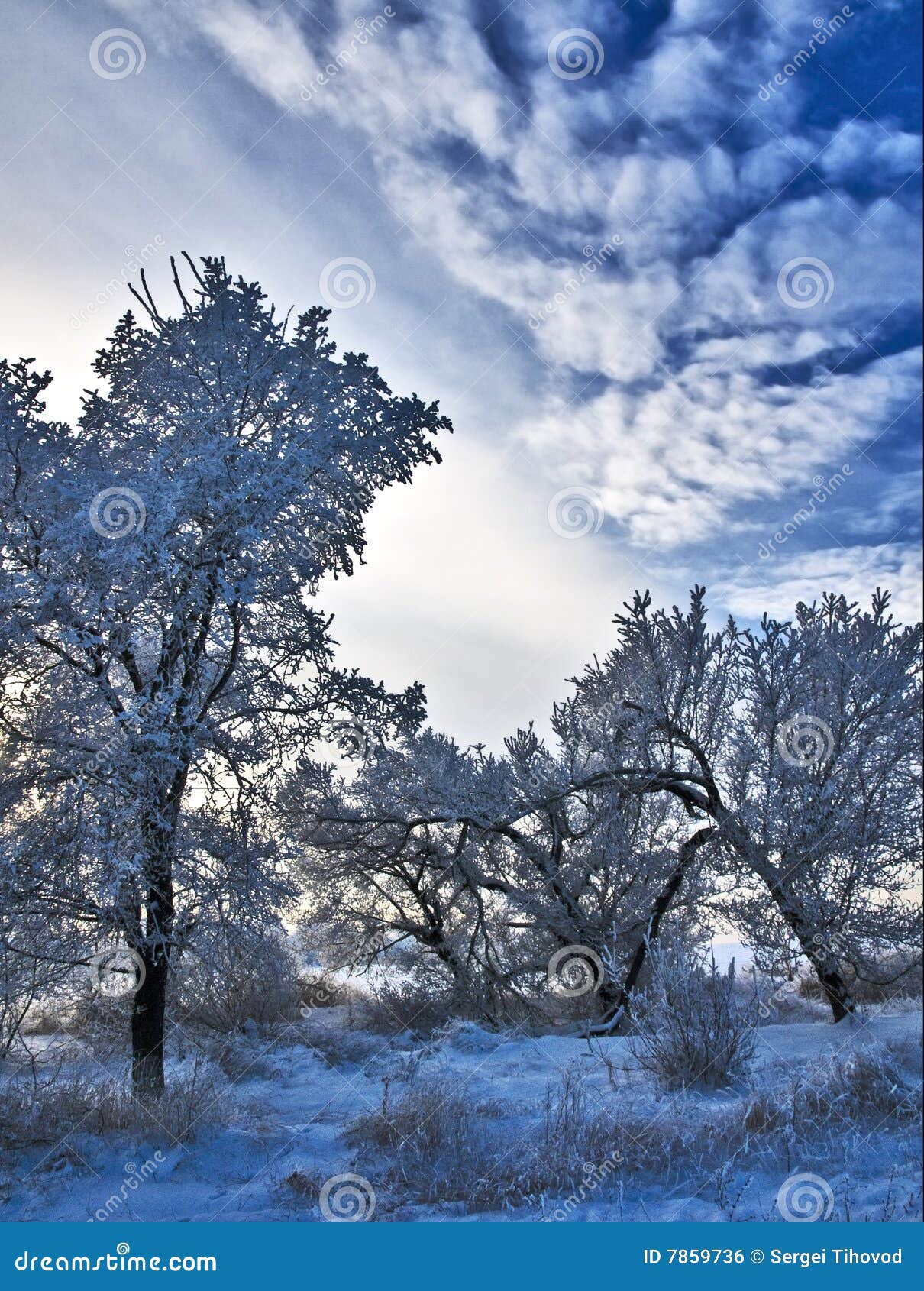 Hoar-frost tree set stock photo. Image of idyllic, snowy - 7859736