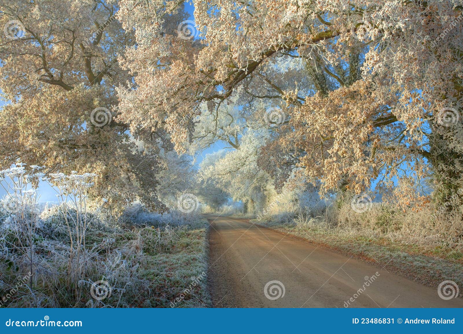 Hoar frost on trees stock image. Image of house, gloucestershire - 23486831