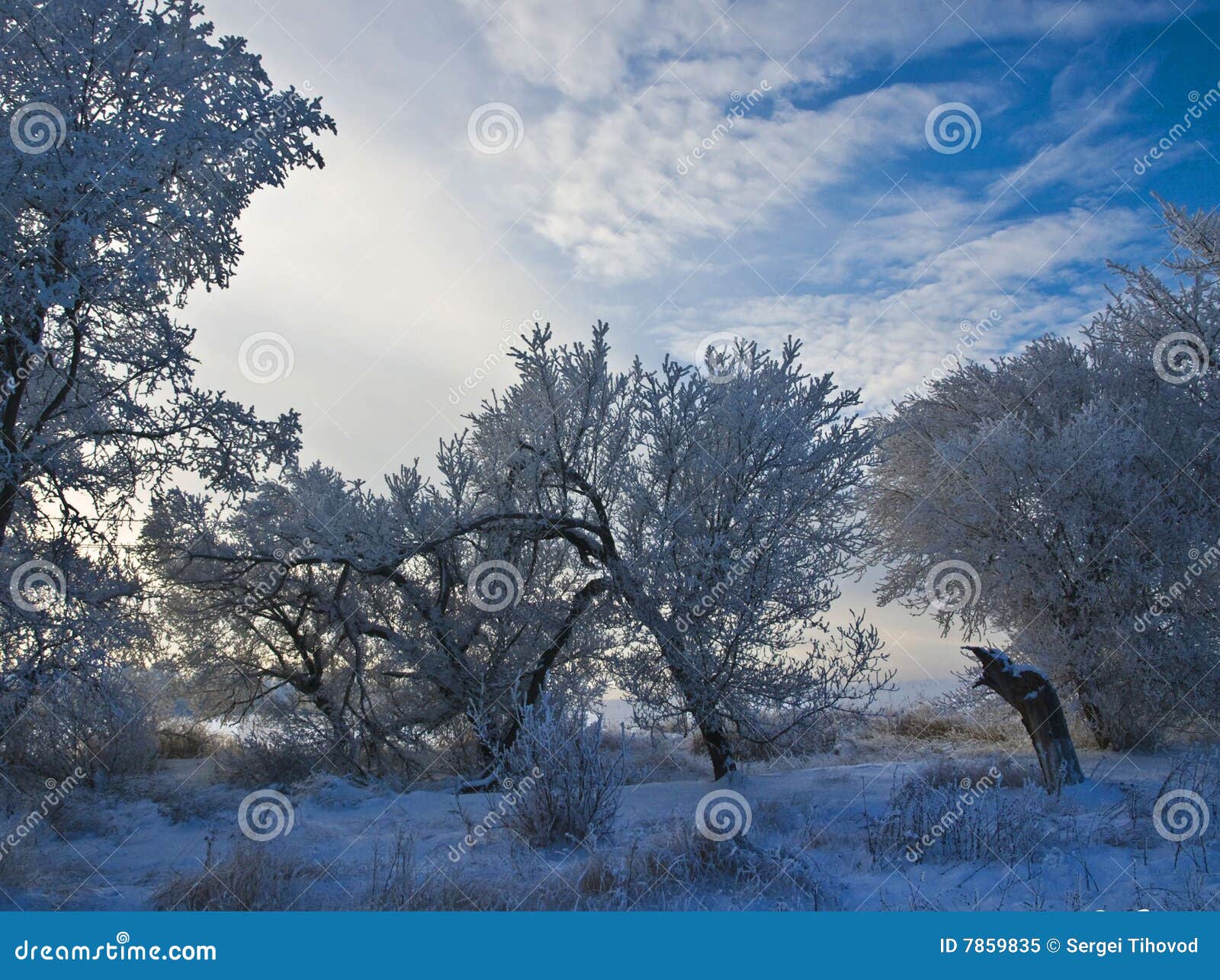 Hoar-frost trees stock image. Image of idyllic, bleak - 7859835