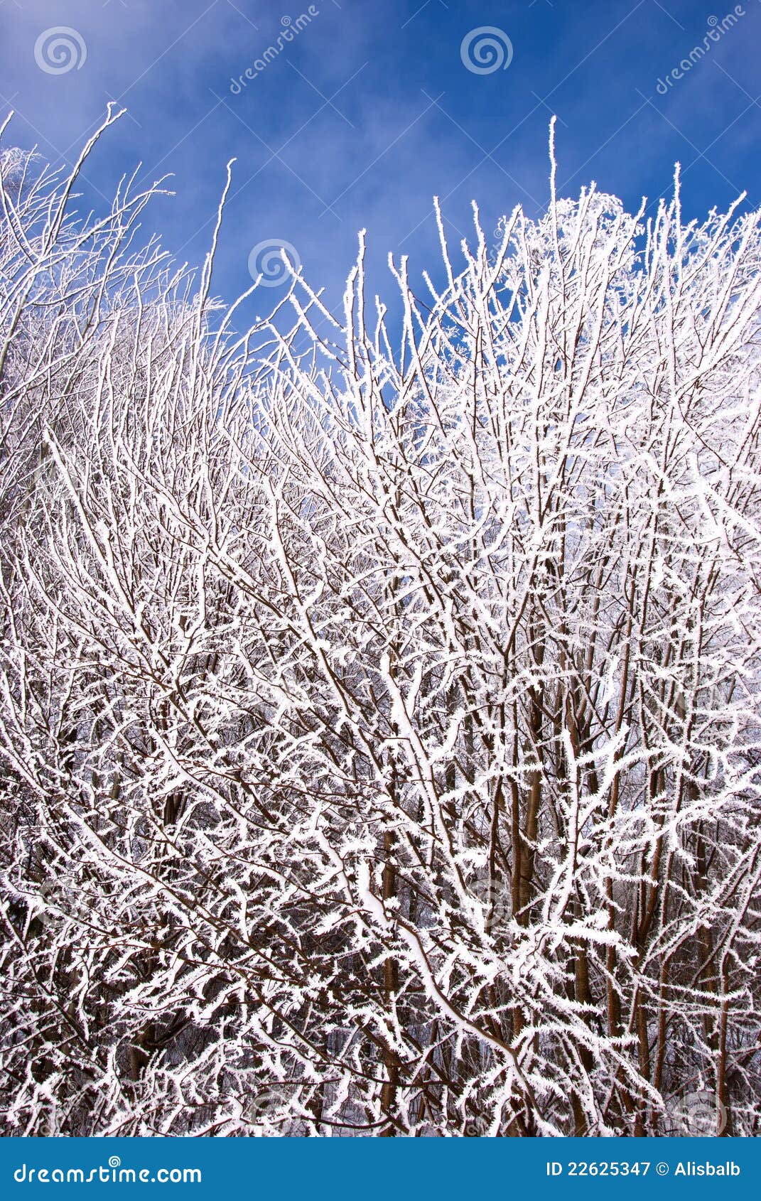 Hoar on the tree branches stock image. Image of christmas - 22625347