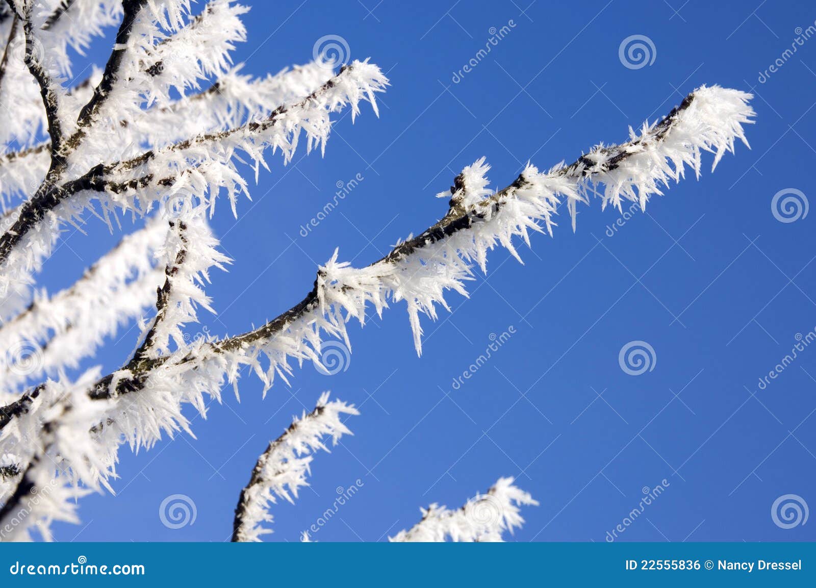 Hoar on Tree in Winter Closeup Stock Photo - Image of background ...