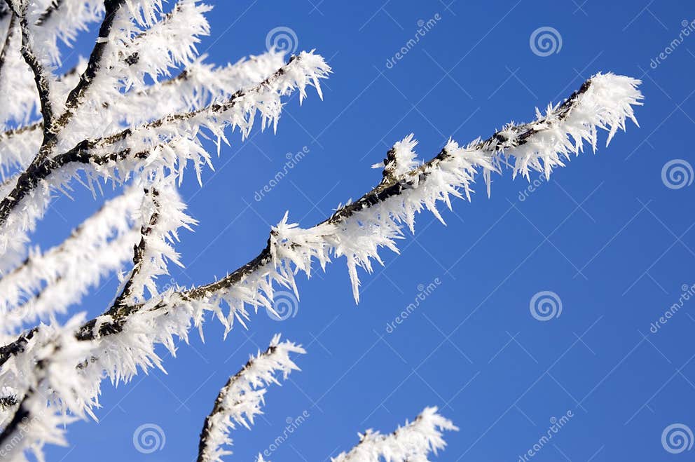 Hoar on Tree in Winter Closeup Stock Photo - Image of background ...
