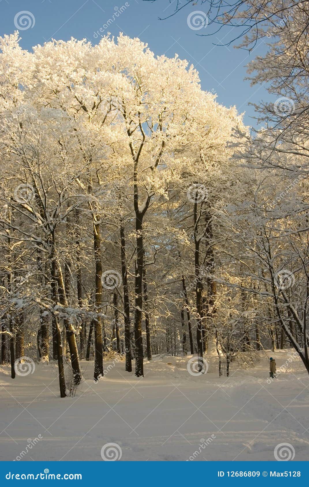 Hoarfrost stock image. Image of park, hoarfrost, forest - 12686809