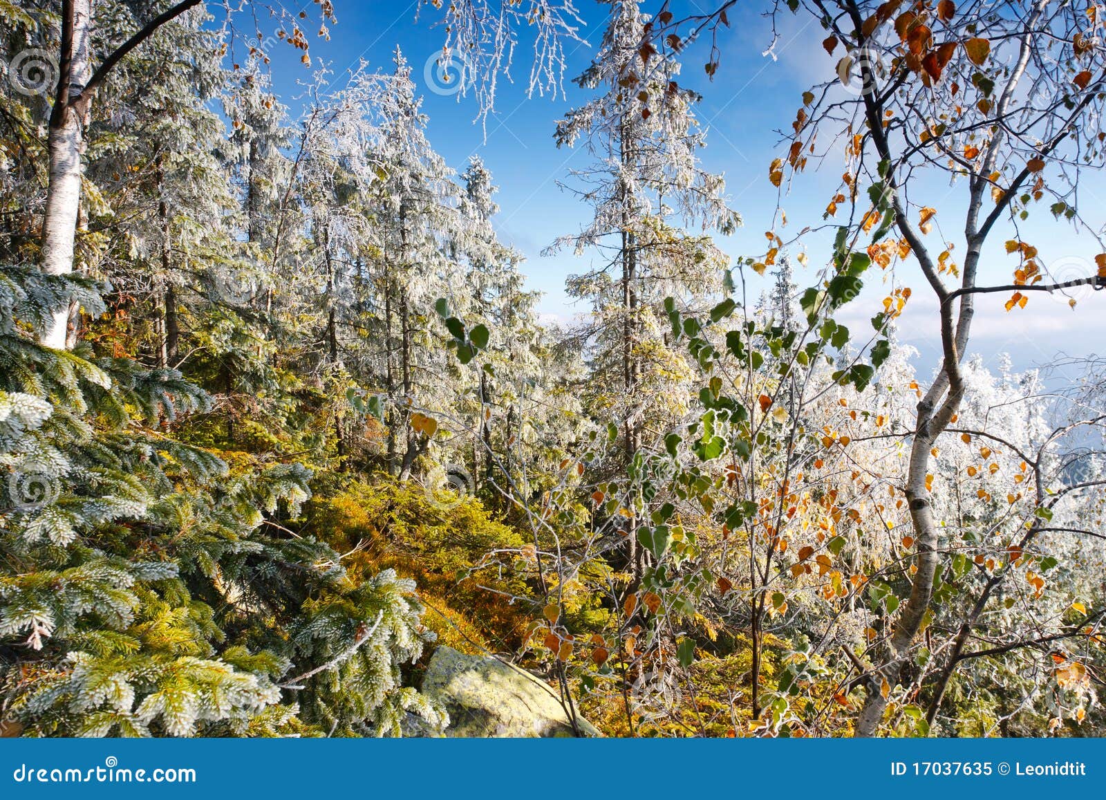 Hoarfrost stock image. Image of fairytale, snow, environment - 17037635