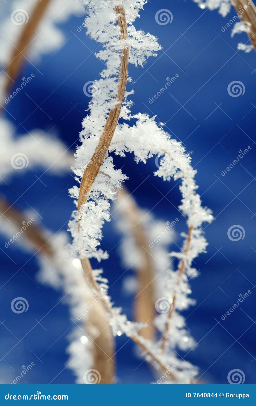 Hoarfrost stock photo. Image of background, abstract, beauty - 7640844