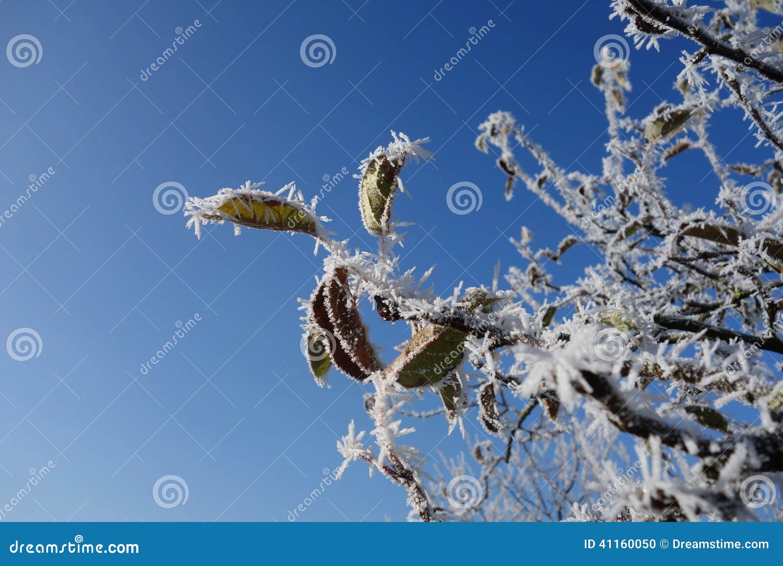 Hoarfrost on an apple tree stock photo. Image of mela - 41160050