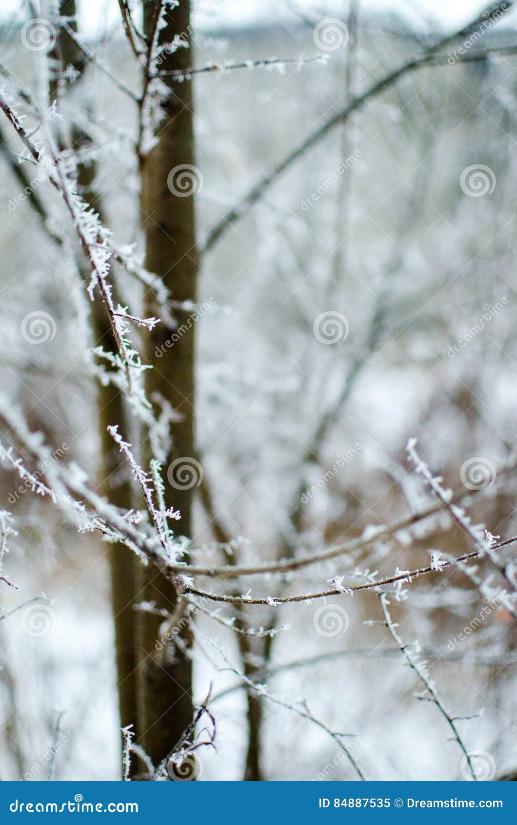 Hoarfrost on branches stock image. Image of winter, white - 84887535