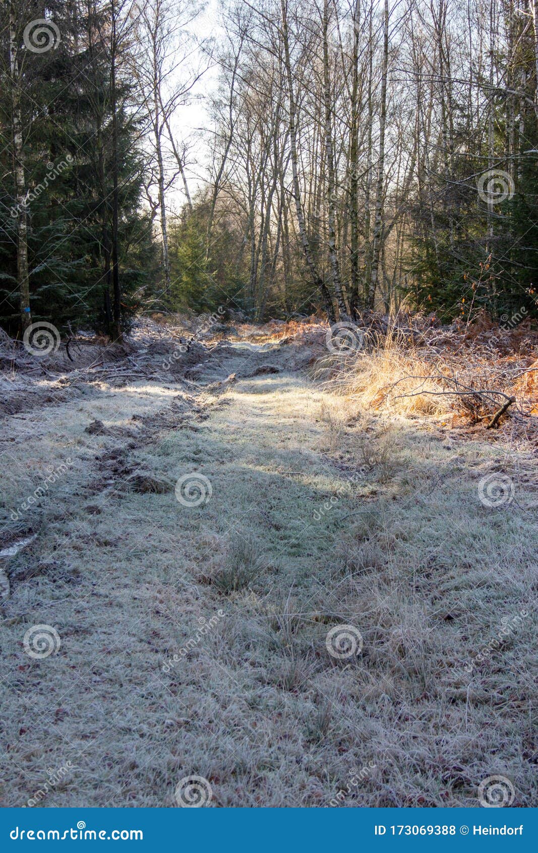 A Hoarfrost Covered Forest Path in Winter Stock Photo - Image of ...
