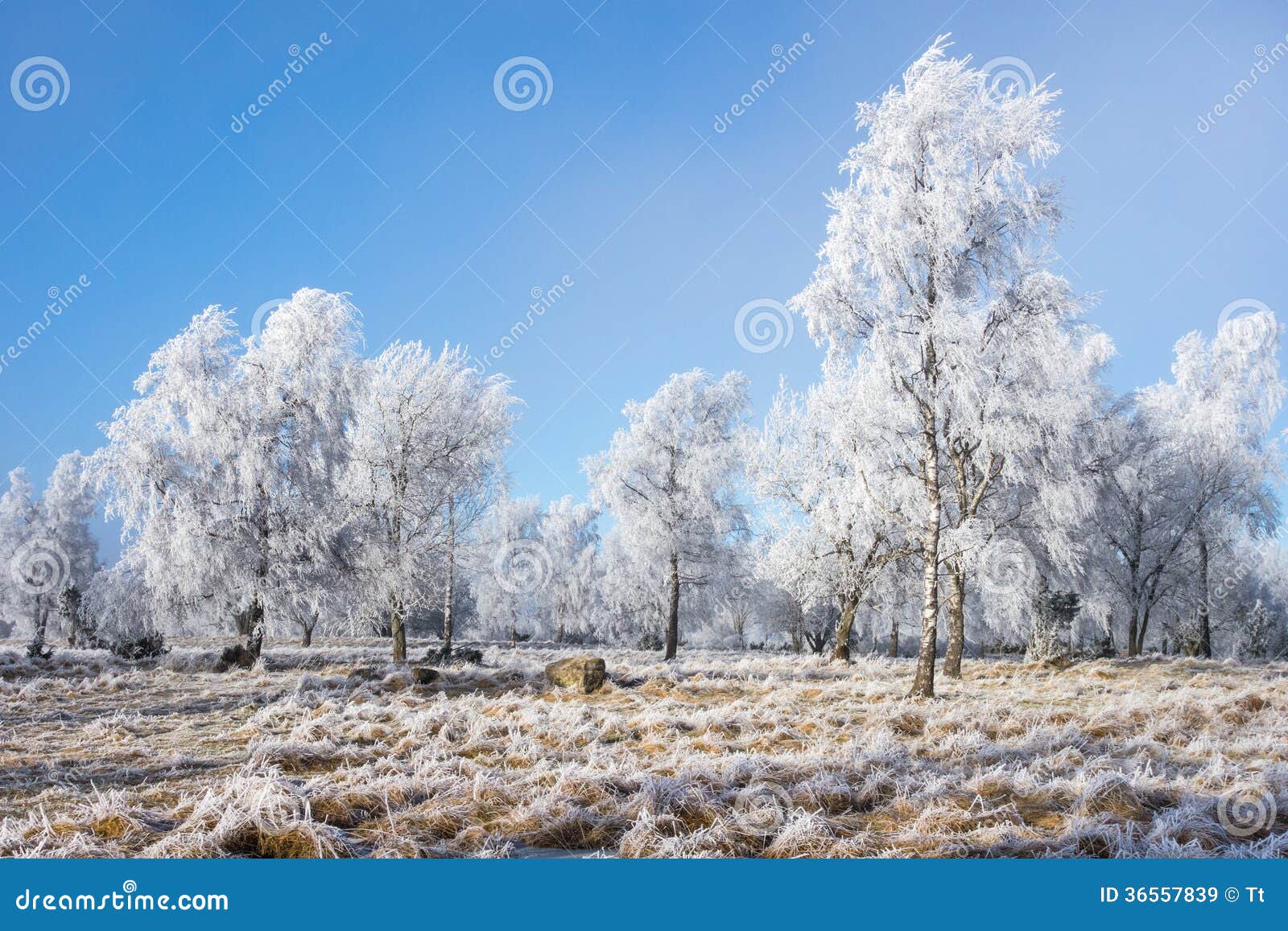 Hoarfrost covered grove stock image. Image of birch, peaceful - 36557839