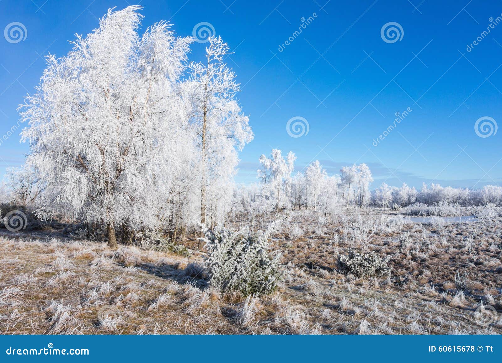 Hoarfrost covered grove stock photo. Image of field, marsh - 60615678