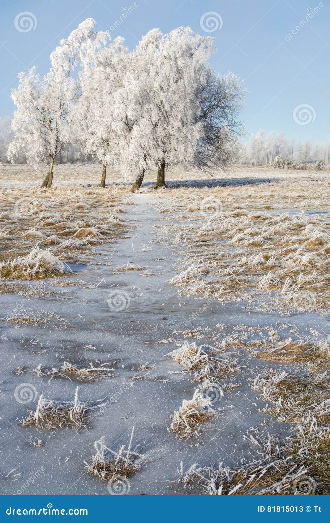 Hoarfrost Covered Tree Grove Stock Image - Image of covered, horizons ...