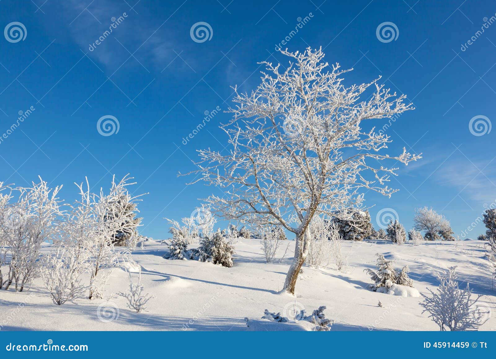 Hoarfrost covered tree stock image. Image of natural - 45914459