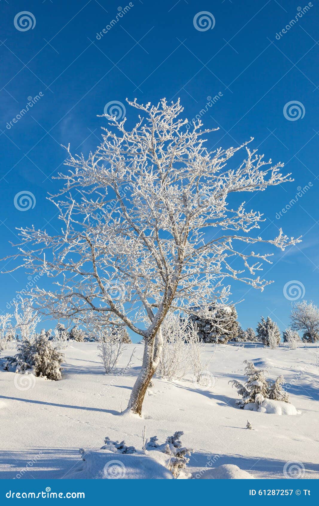 Hoarfrost covered tree stock image. Image of clear, frosty - 61287257