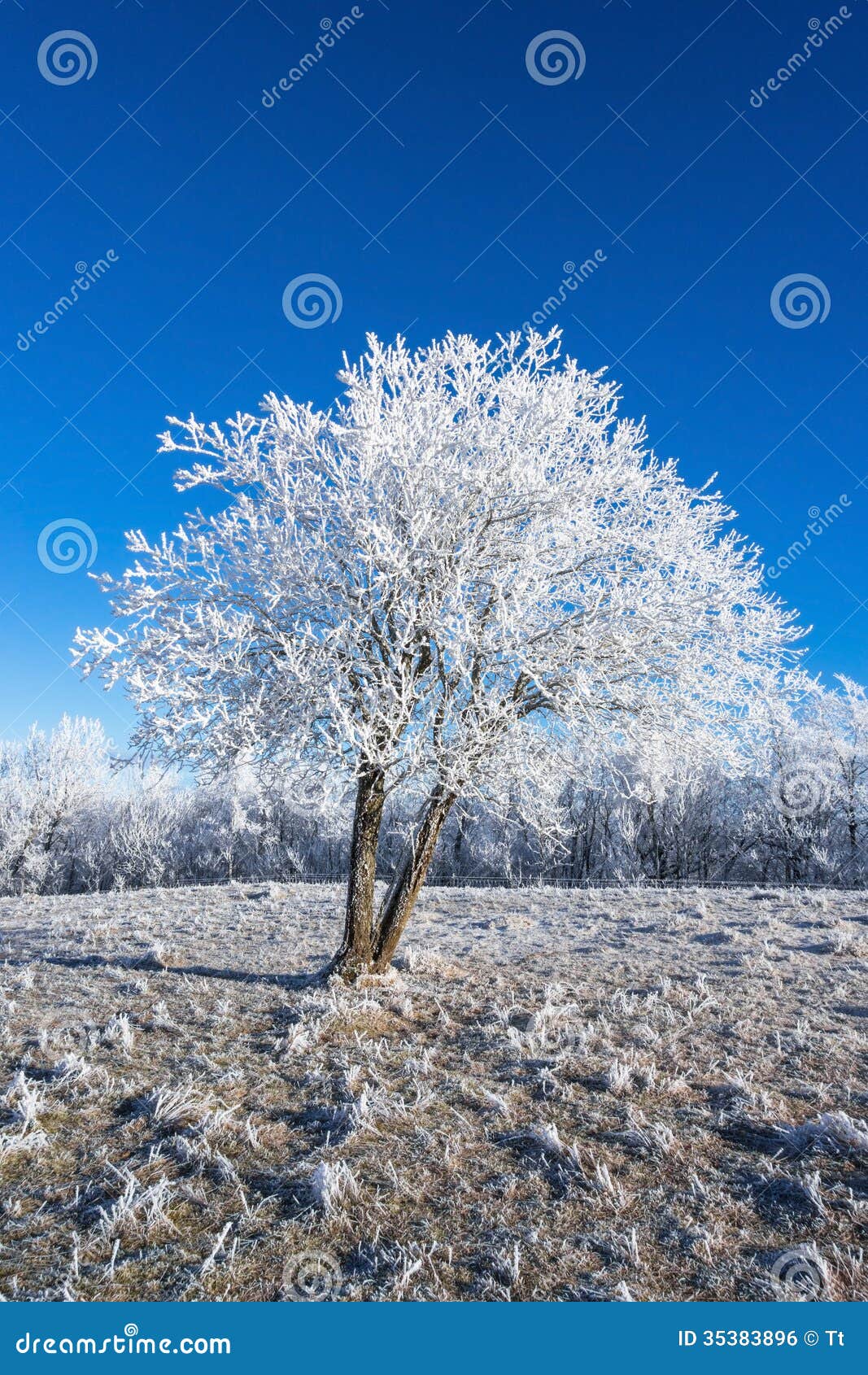 Hoarfrost covered tree stock photo. Image of cold, field - 35383896