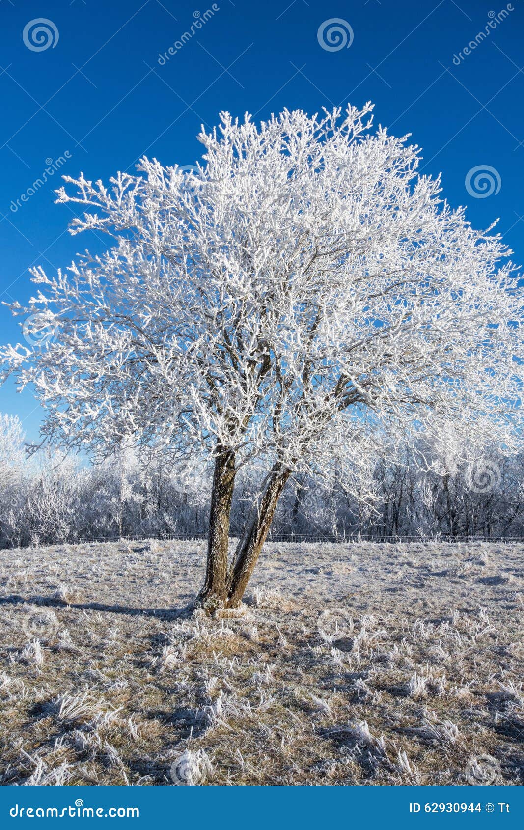 Hoarfrost covered tree stock photo. Image of cloudless - 62930944