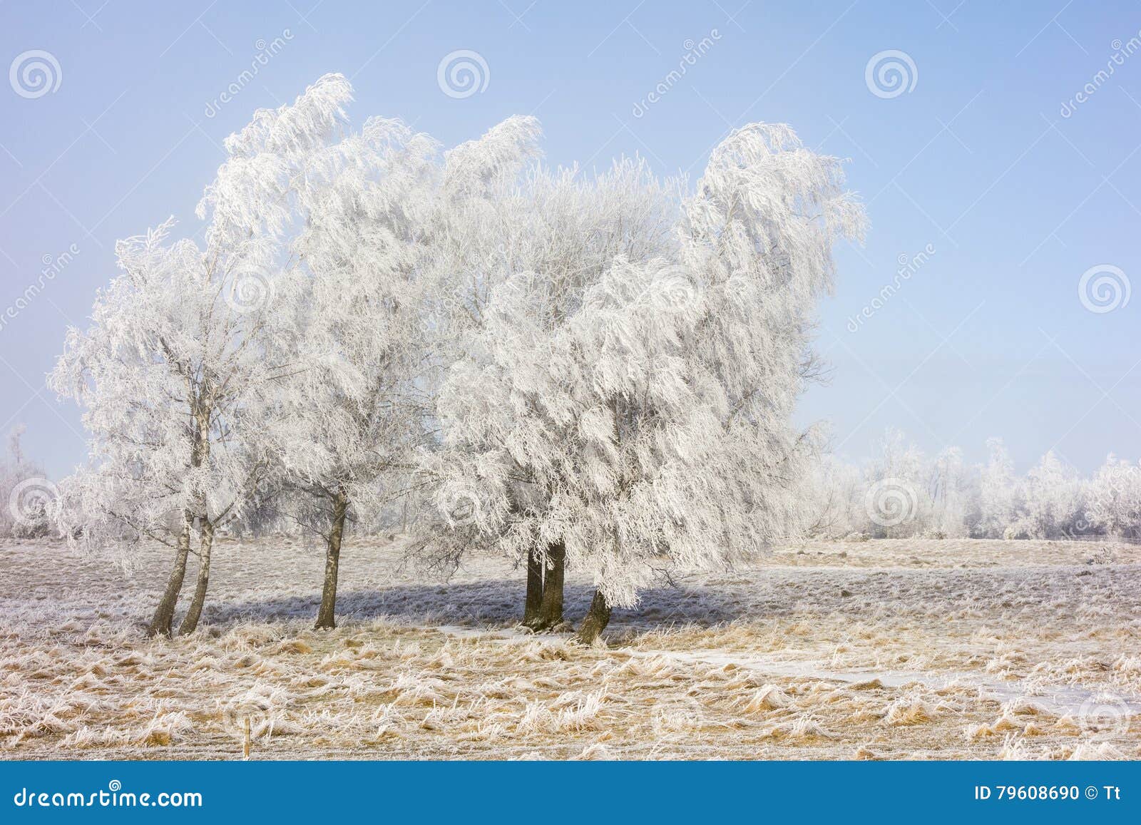 Hoarfrost Covered Trees at a Bog Stock Photo - Image of cloudless ...