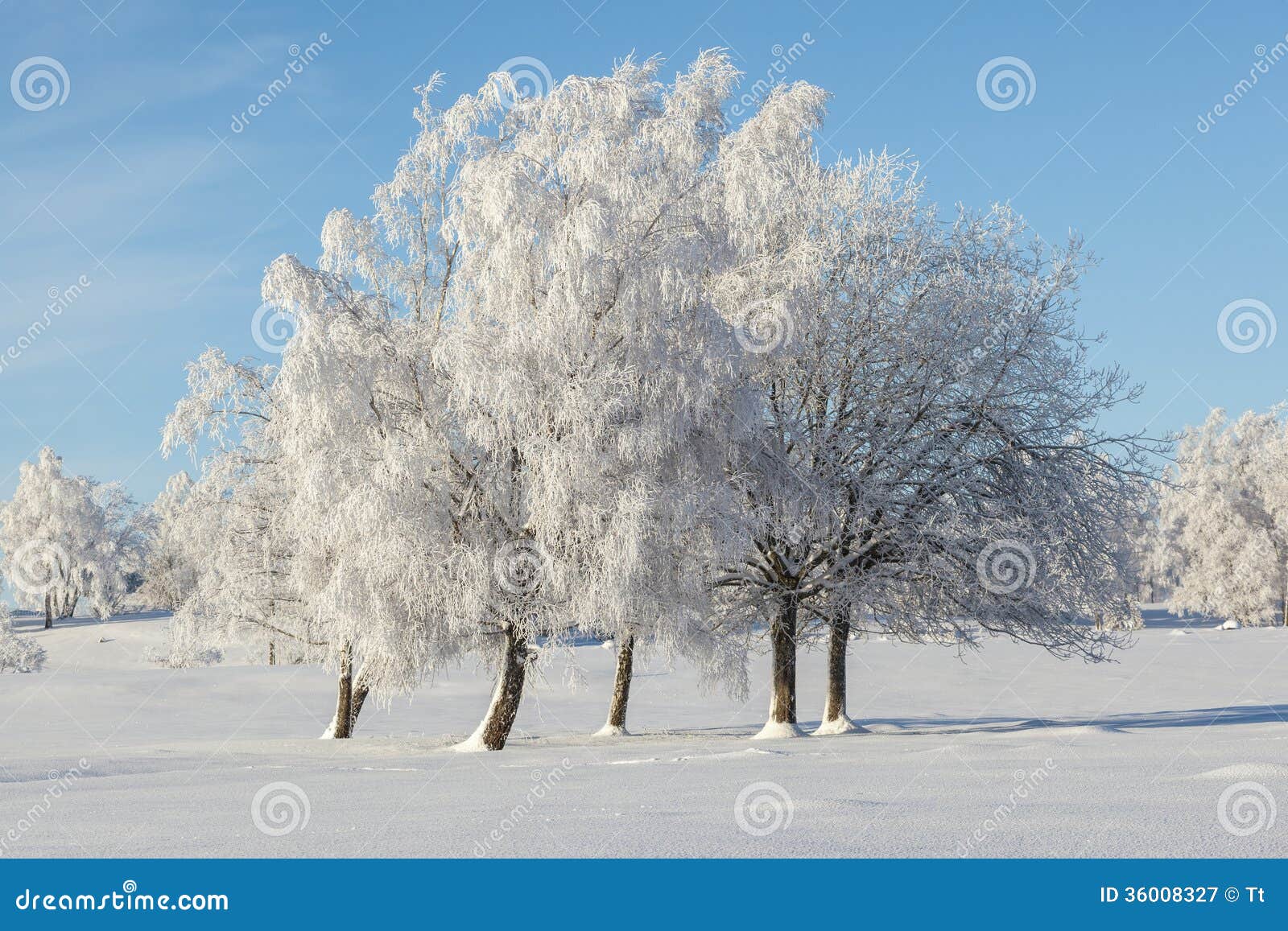 Hoarfrost covered trees stock image. Image of calm, countryside - 36008327