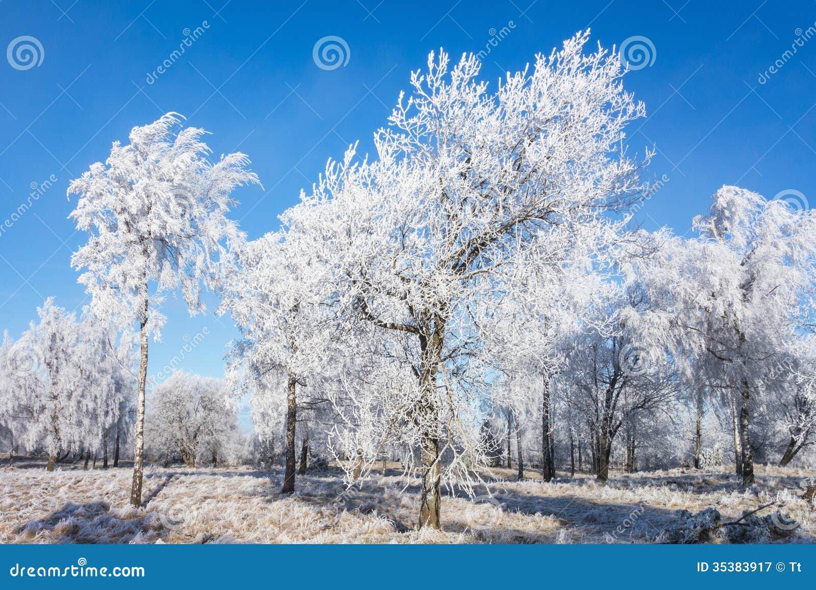 Hoarfrost covered trees stock image. Image of landscape - 35383917