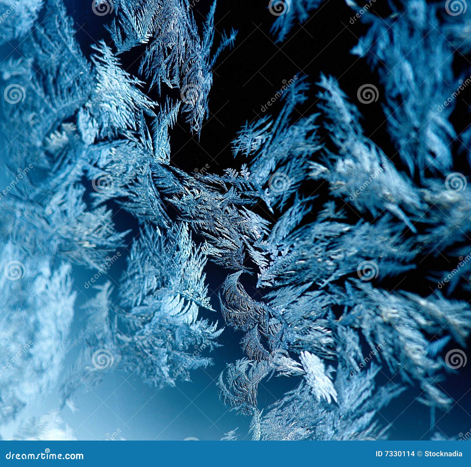 Hoarfrost on dark stock photo. Image of frosted, natural - 7330114