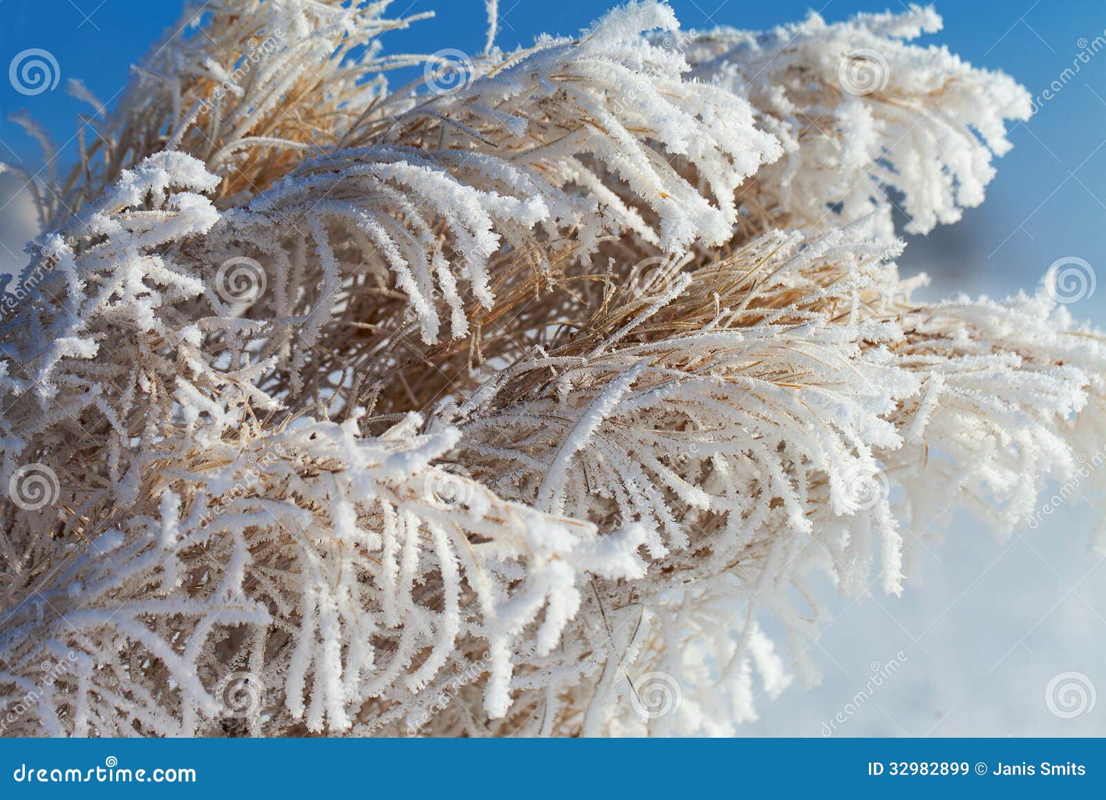 Hoarfrost. stock image. Image of plant, christmas, rime - 32982899