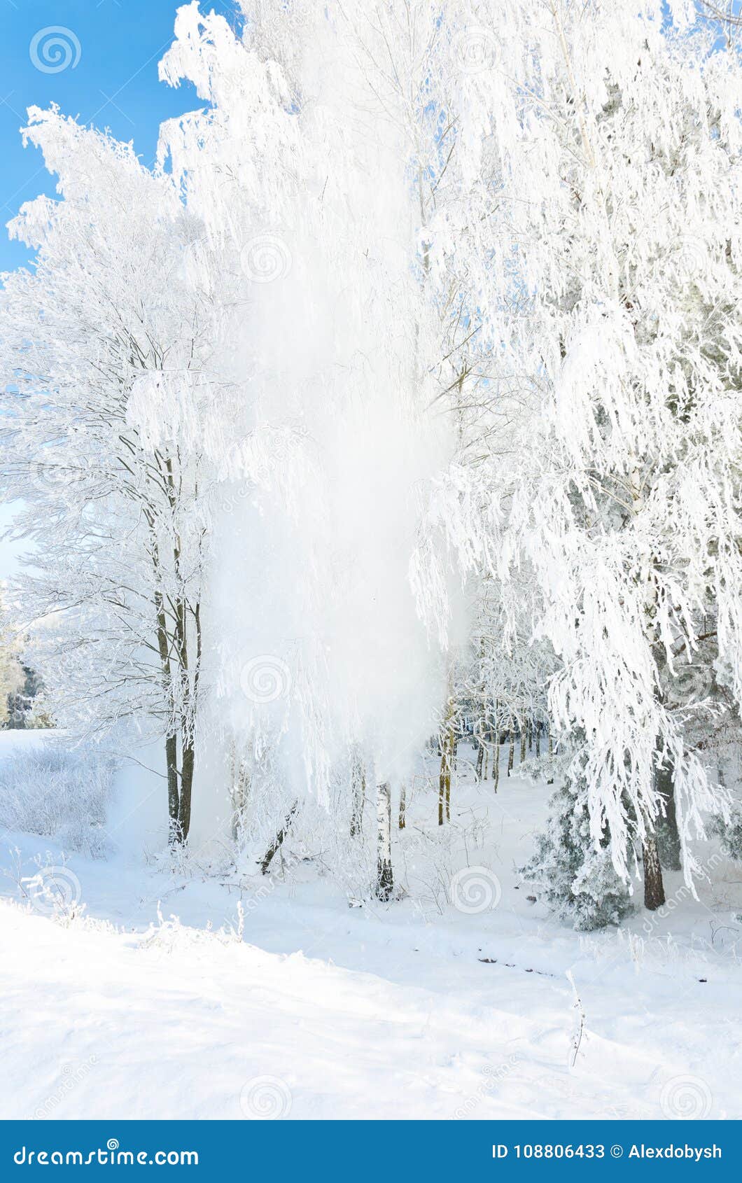 Hoarfrost Falls from the Birch Stock Image - Image of birch, hoarfrost ...