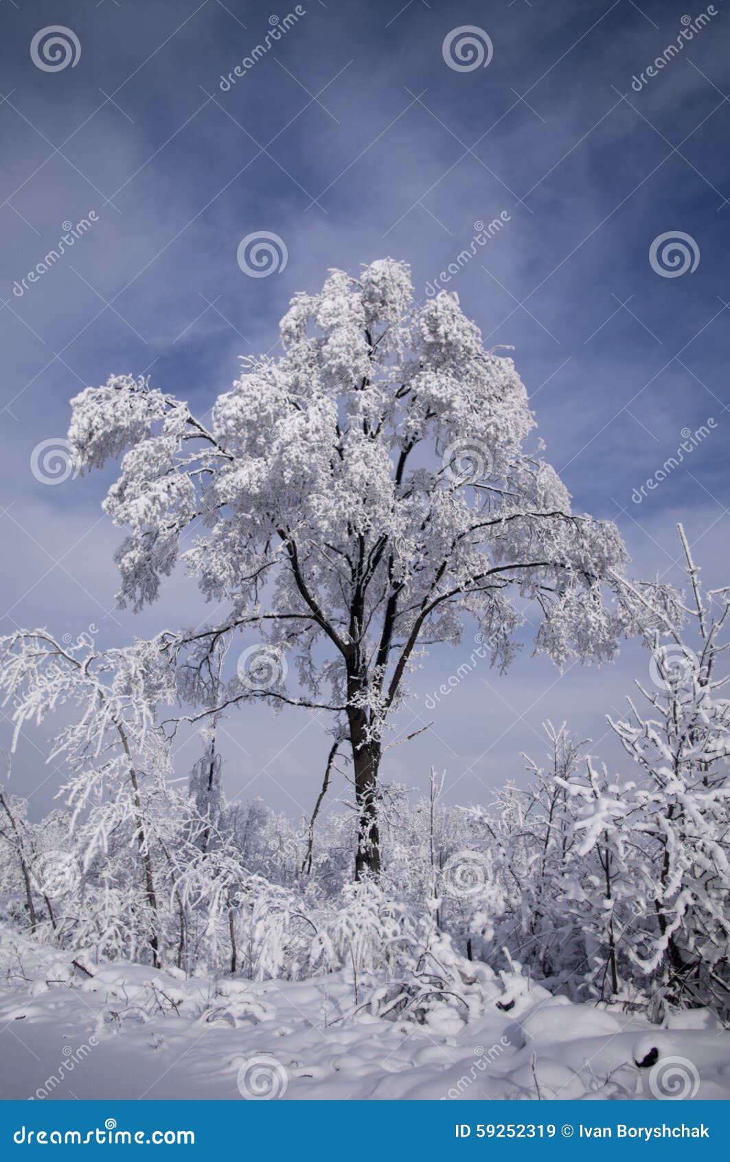 Hoarfrost stock image. Image of outdoor, trees, hoarfrost - 59252319
