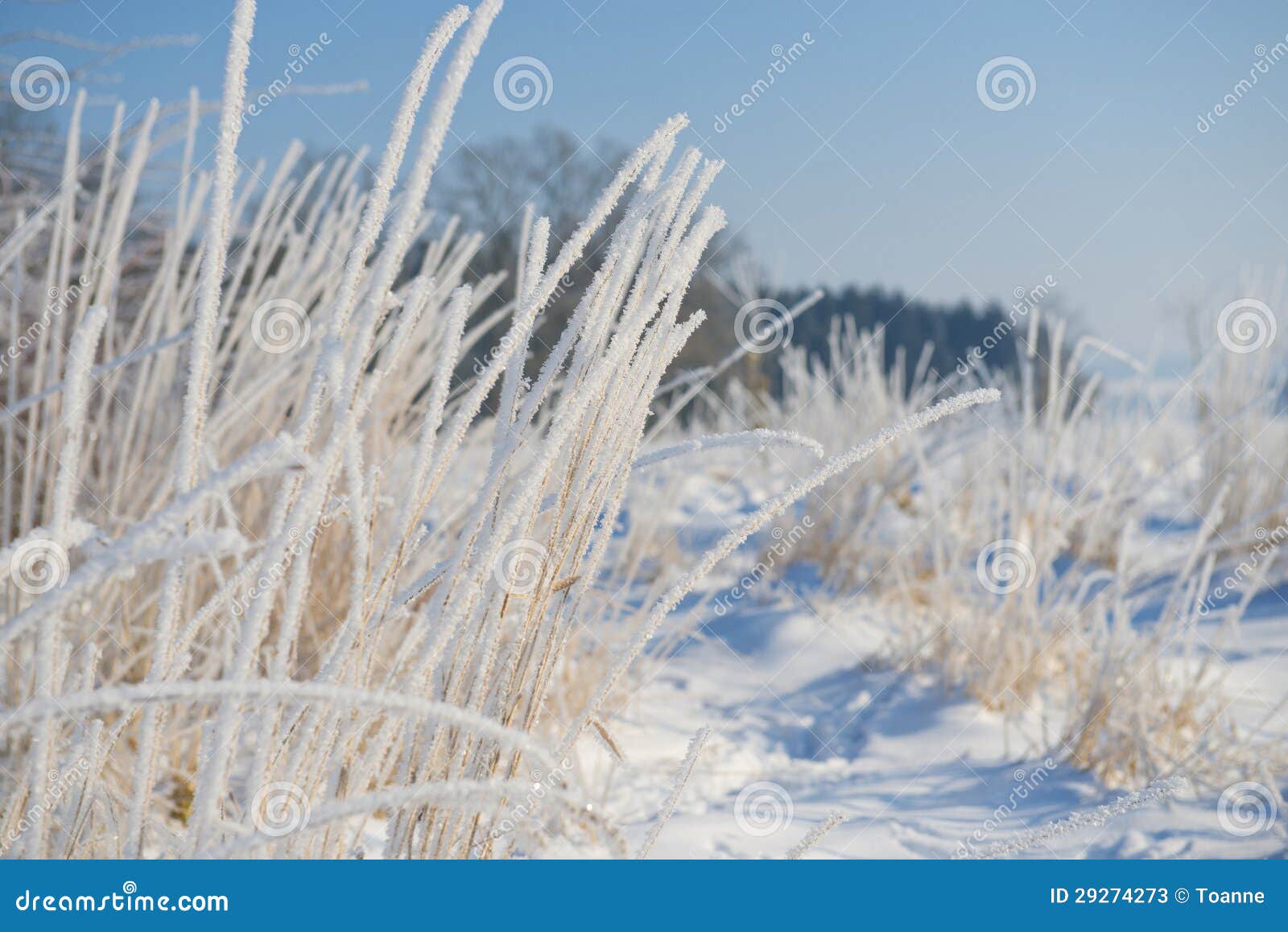 Hoarfrost landscape stock image. Image of snowflake, natural - 29274273