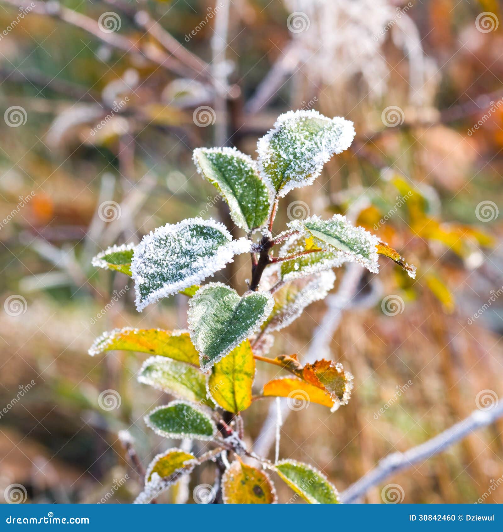 Hoarfrost on leaves stock photo. Image of leaf, foliage - 30842460