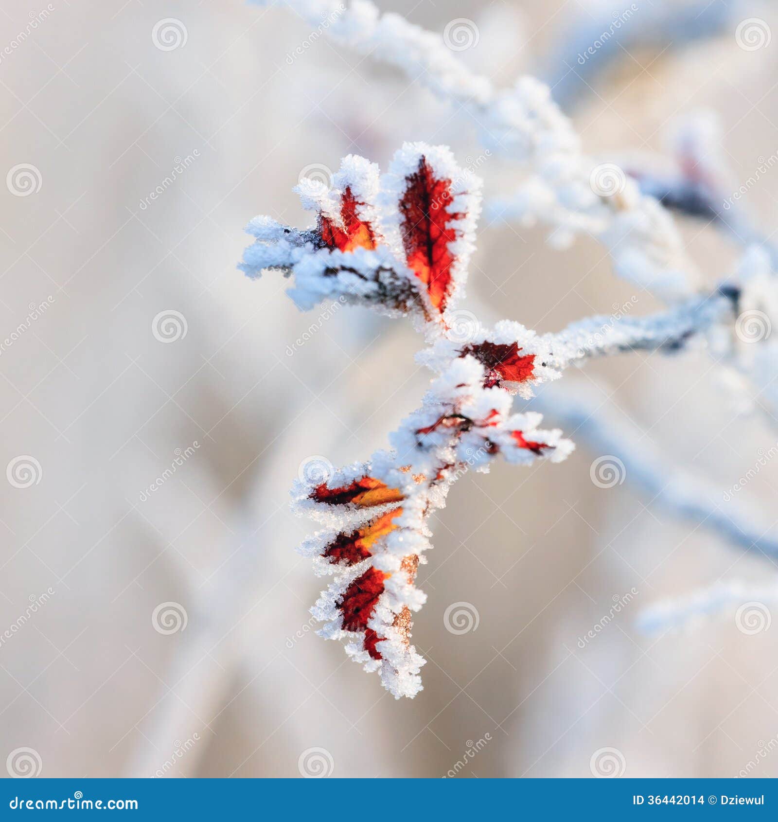 Hoarfrost on leaves stock photo. Image of frosted, blue - 36442014