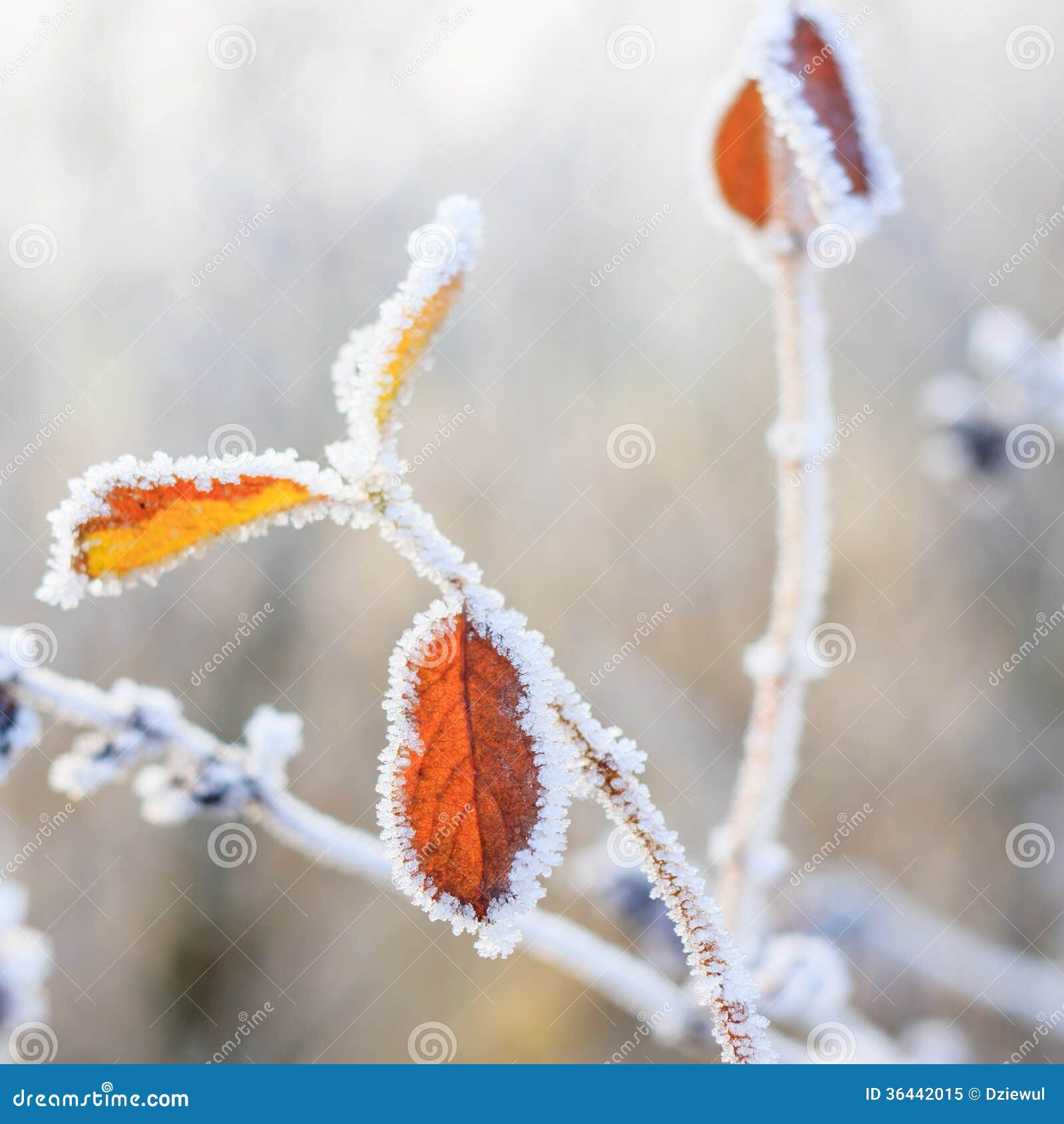 Hoarfrost on leaves stock image. Image of autumn, frosty - 36442015