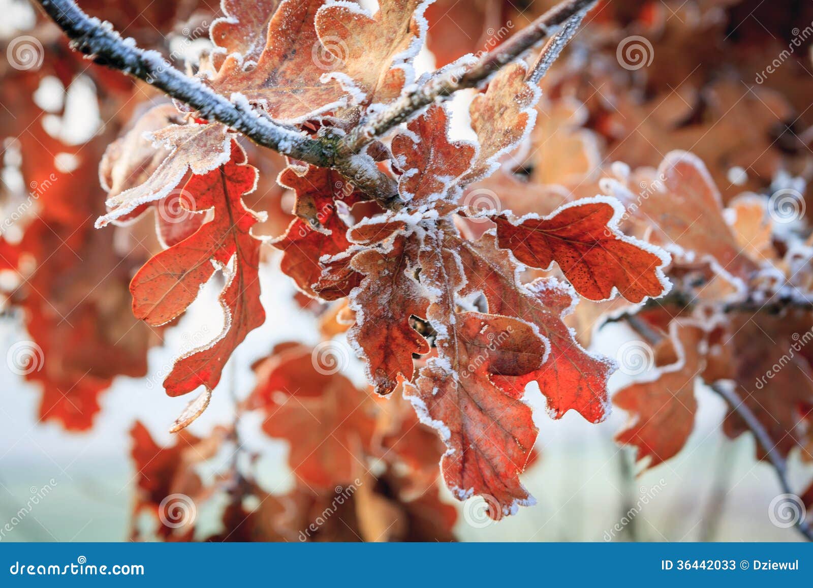 Hoarfrost on leaves stock image. Image of frosty, flora - 36442033